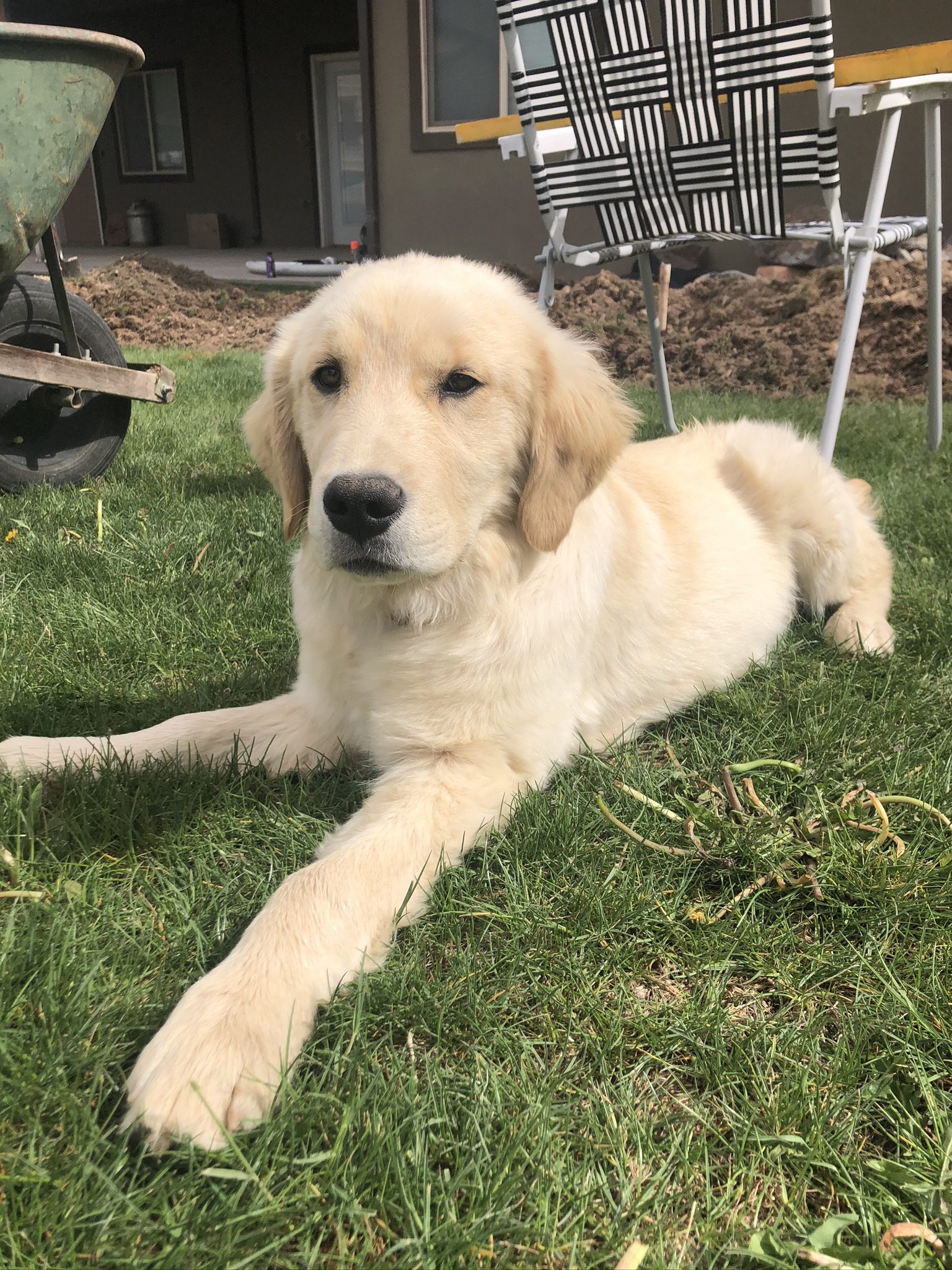 Boundary training your dog - Sevier River Retrievers Boundary training your dog - Sevier River Retrievers